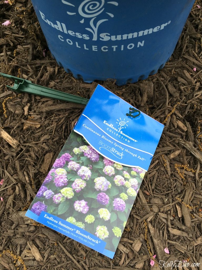 Endless Summer Hydrangeas - The Reblooming Hydrangea - Kelly Elko