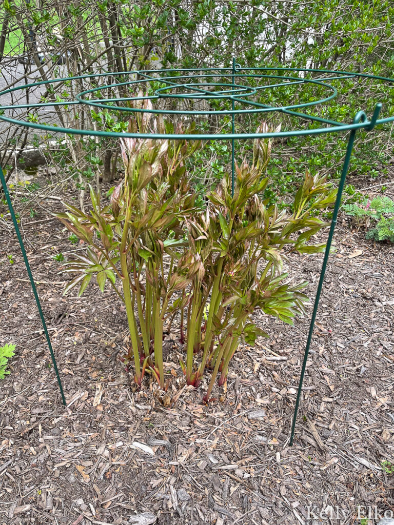 Peony Supports and Growing Tips - Kelly Elko