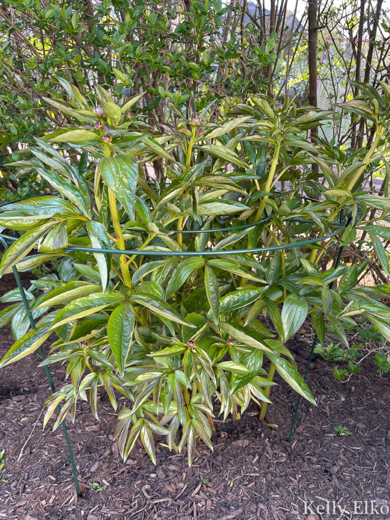 Peony Supports and Growing Tips - Kelly Elko