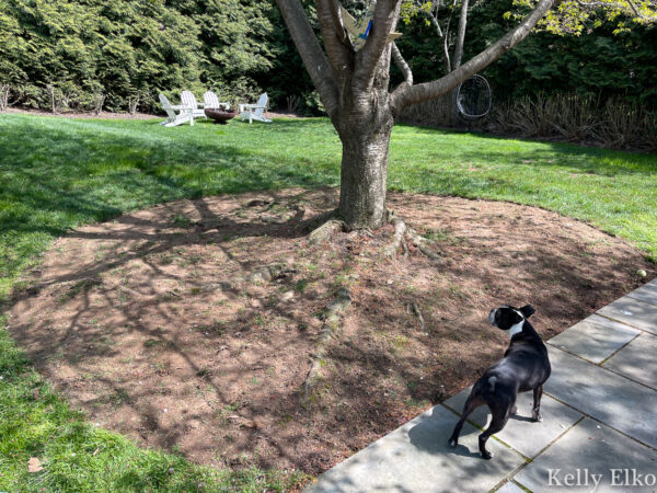 How to Plant Ground Cover Under a Tree - Kelly Elko