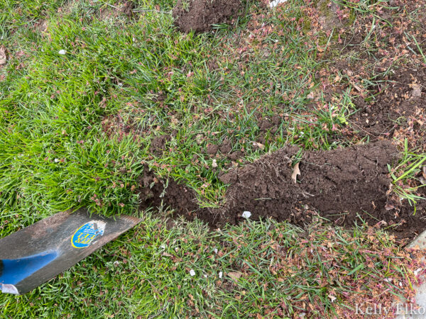 How to Plant Ground Cover Under a Tree - Kelly Elko