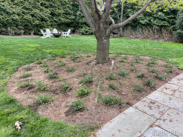 How to Plant Ground Cover Under a Tree - Kelly Elko