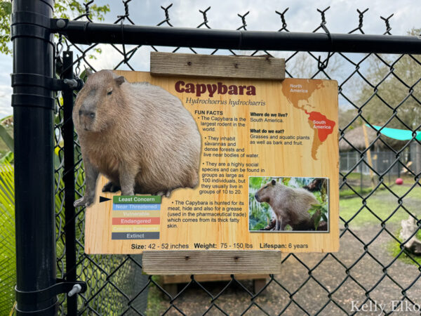 Meet a Capybara and Pet a Sloth! - Kelly Elko
