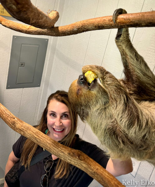 Meet a Capybara and Pet a Sloth! - Kelly Elko